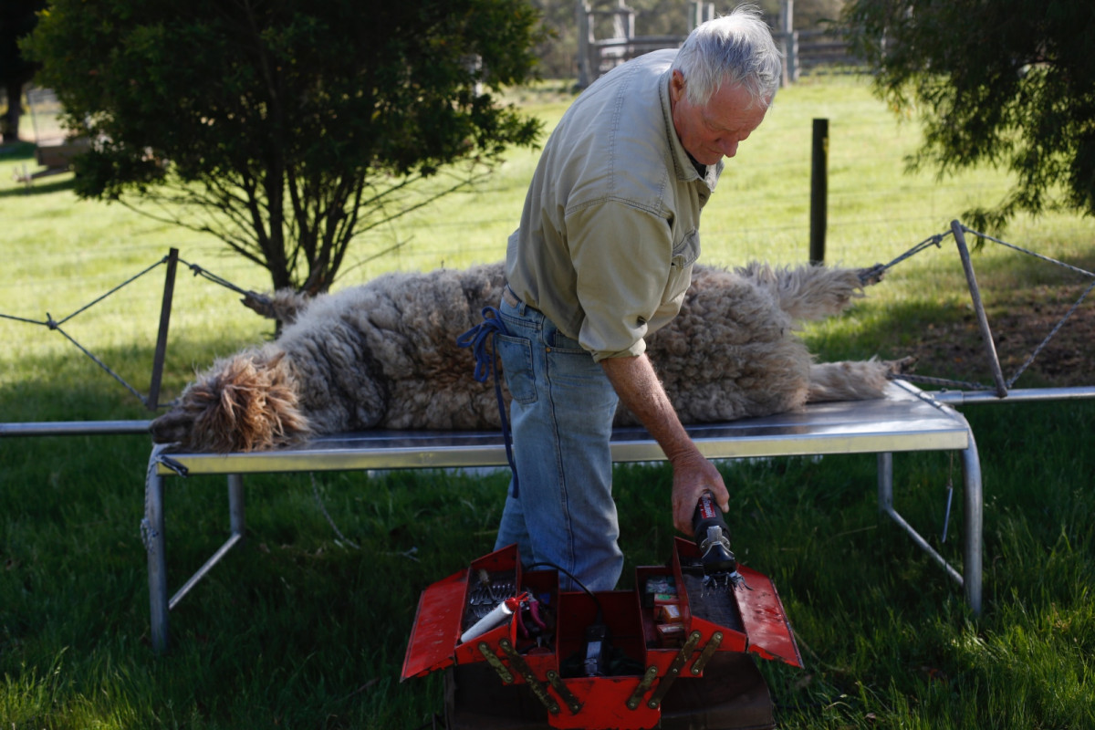 Bungalook Alpaca Shearing Table | Bungalook Alpacas