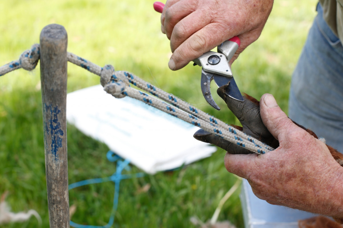Bungalook Alpaca Shearing Table | Bungalook Alpacas
